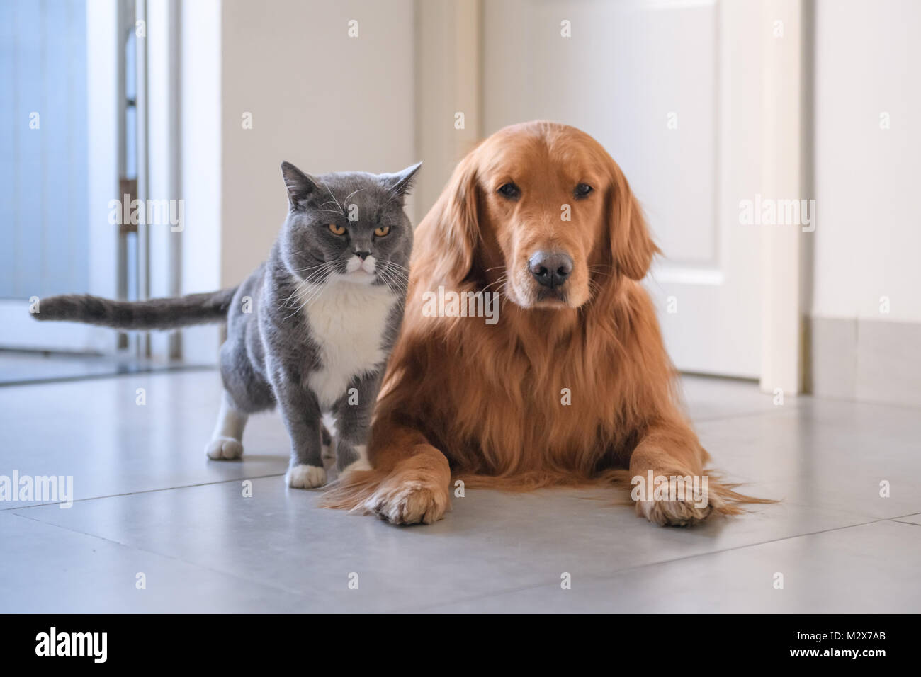 Golden Retriever and Cat Stock Photo - Alamy