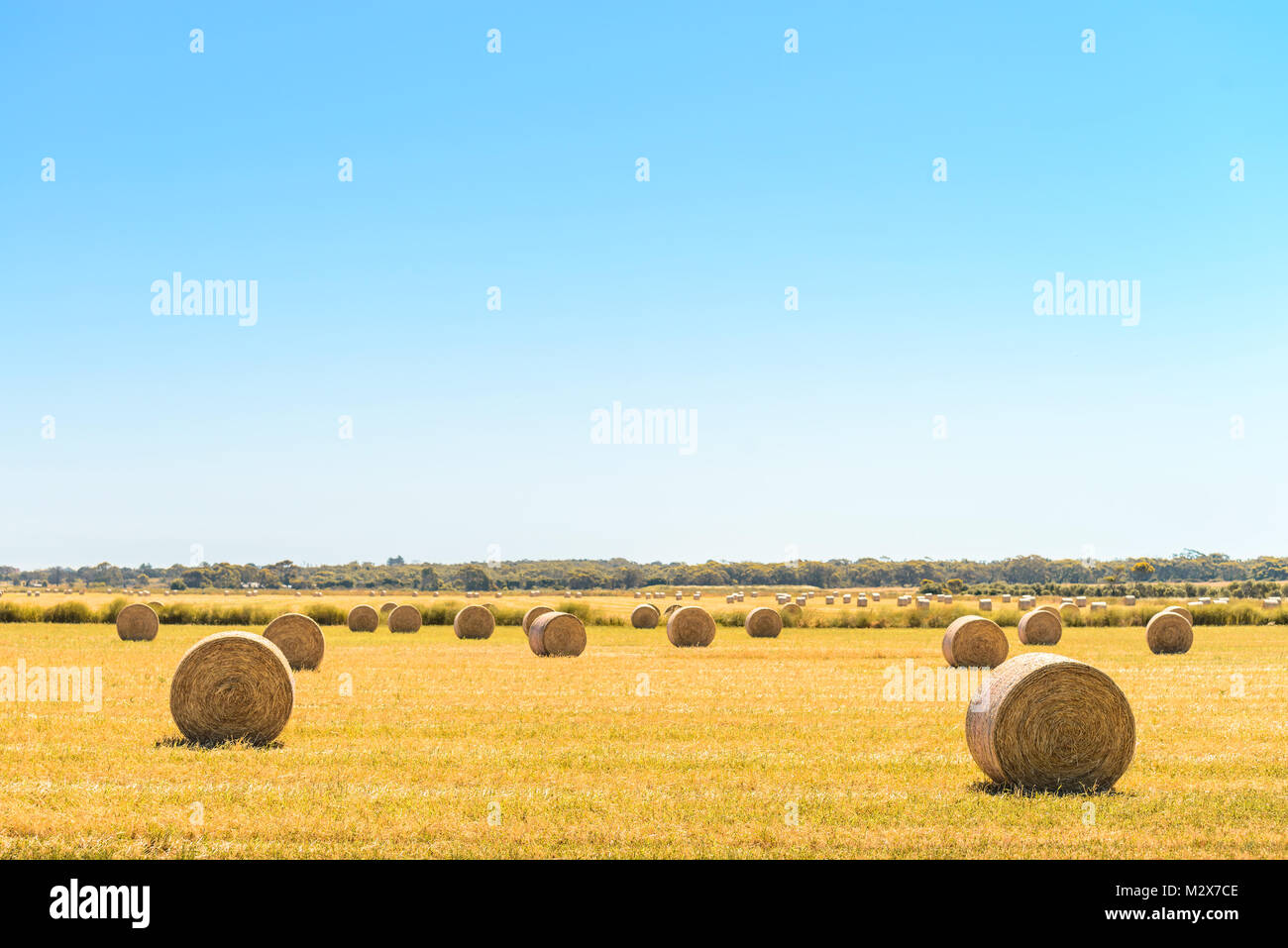 Round hay bales on the field after harvest for feeding cattle in ...