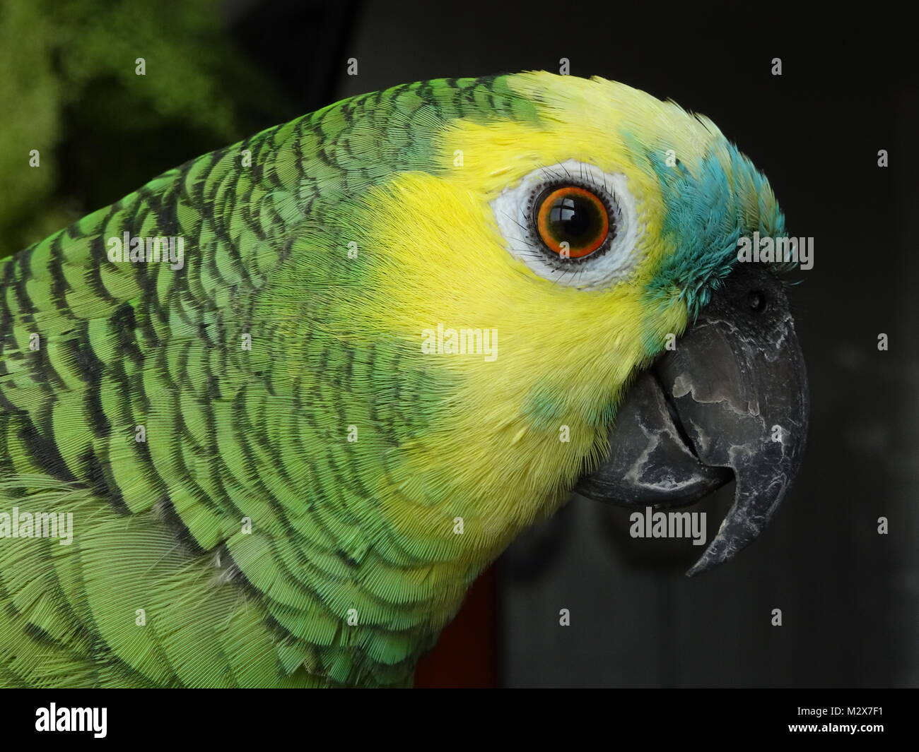 Parrot Detail High Resolution Stock Photography and Images - Alamy
