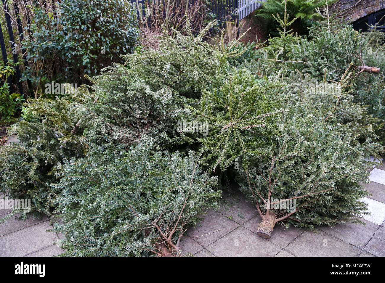 Discarded Christmas tree left on the pavement in north London ...