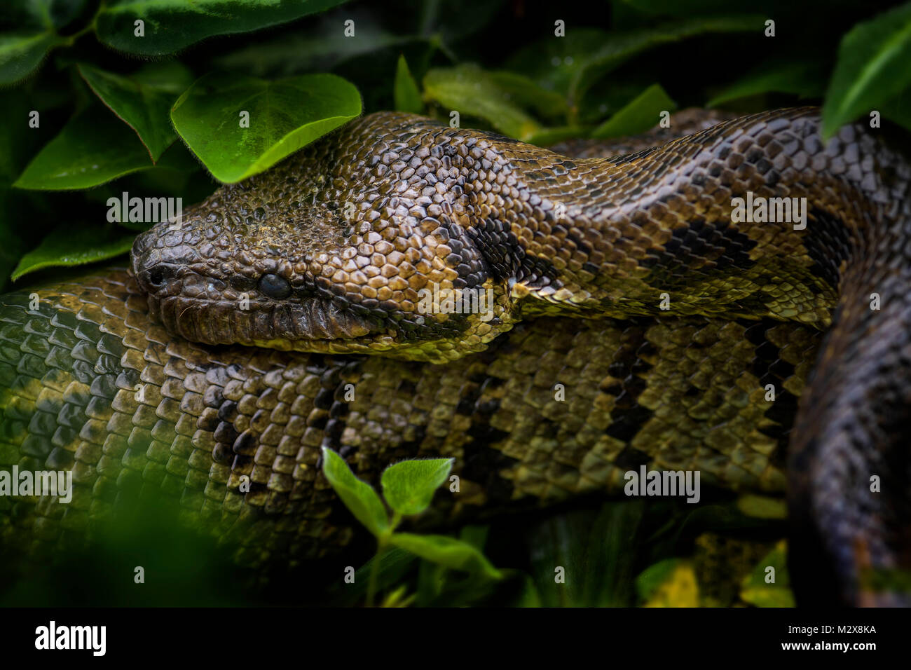 Madagascar Boa - Acrantophis madagascariensis, the largest snake of ...