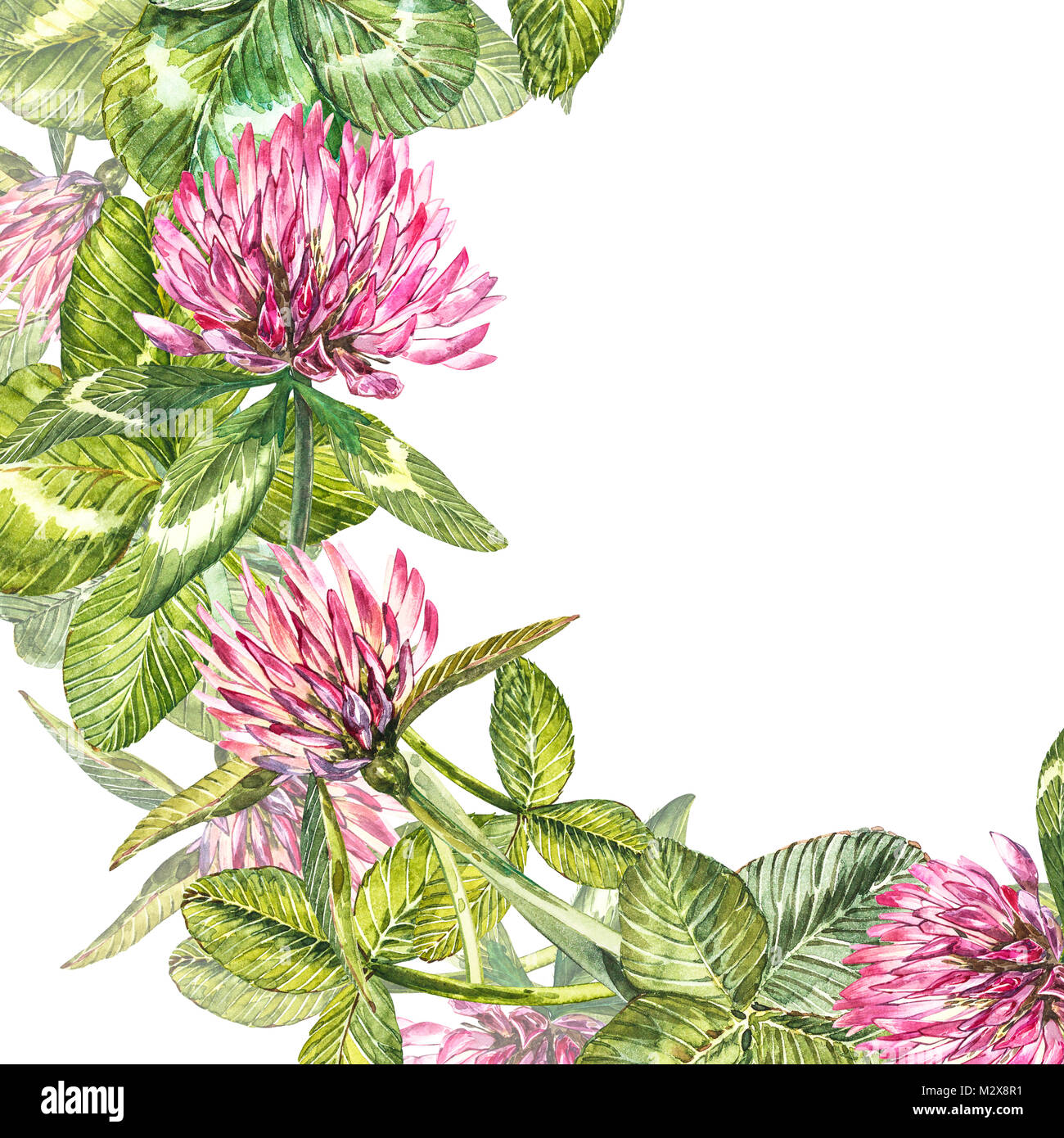 Hand-drawn watercolor red clover flower illustration. Painted botanical ...