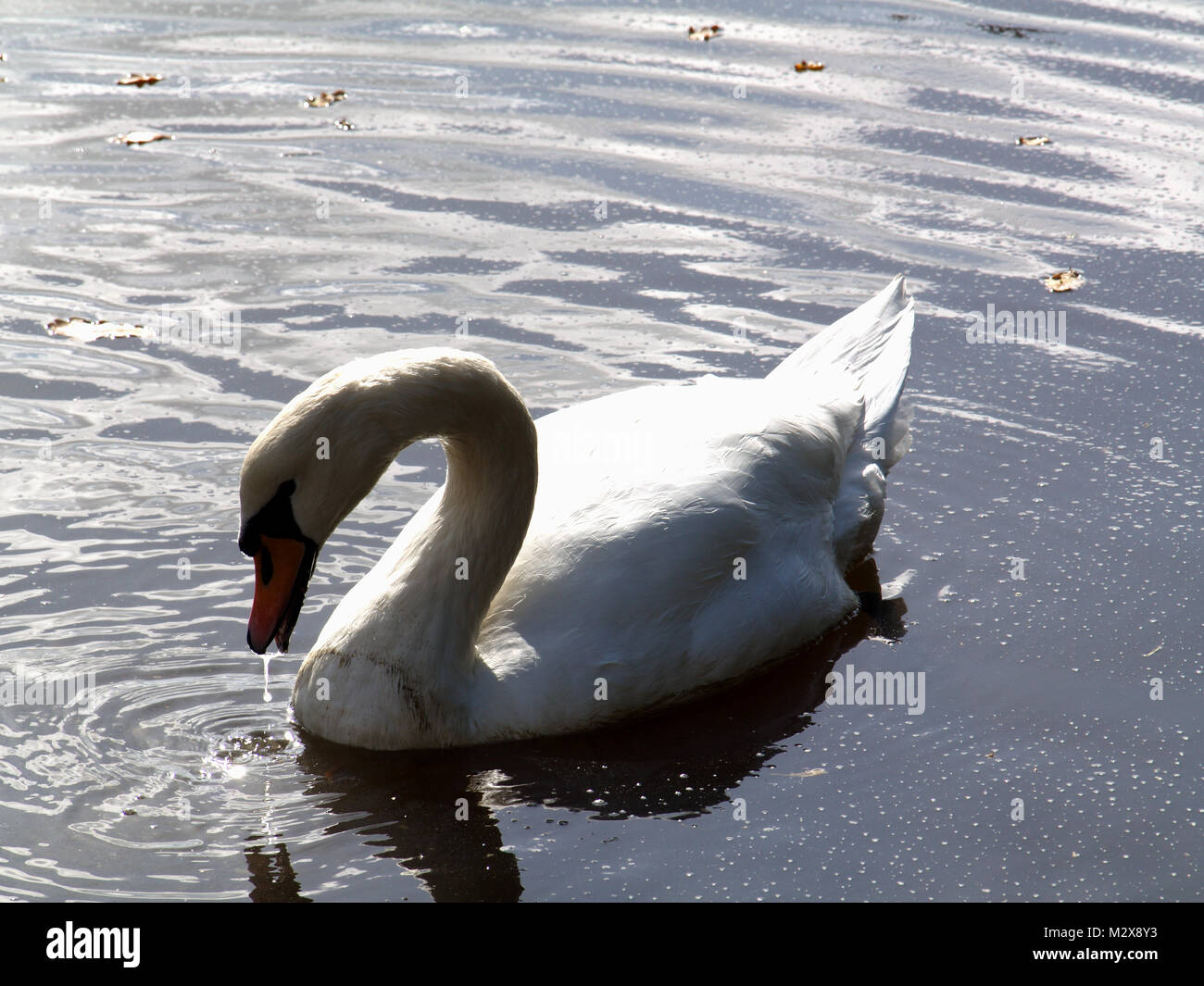 Swan paddling underwater hi-res stock photography and images - Alamy