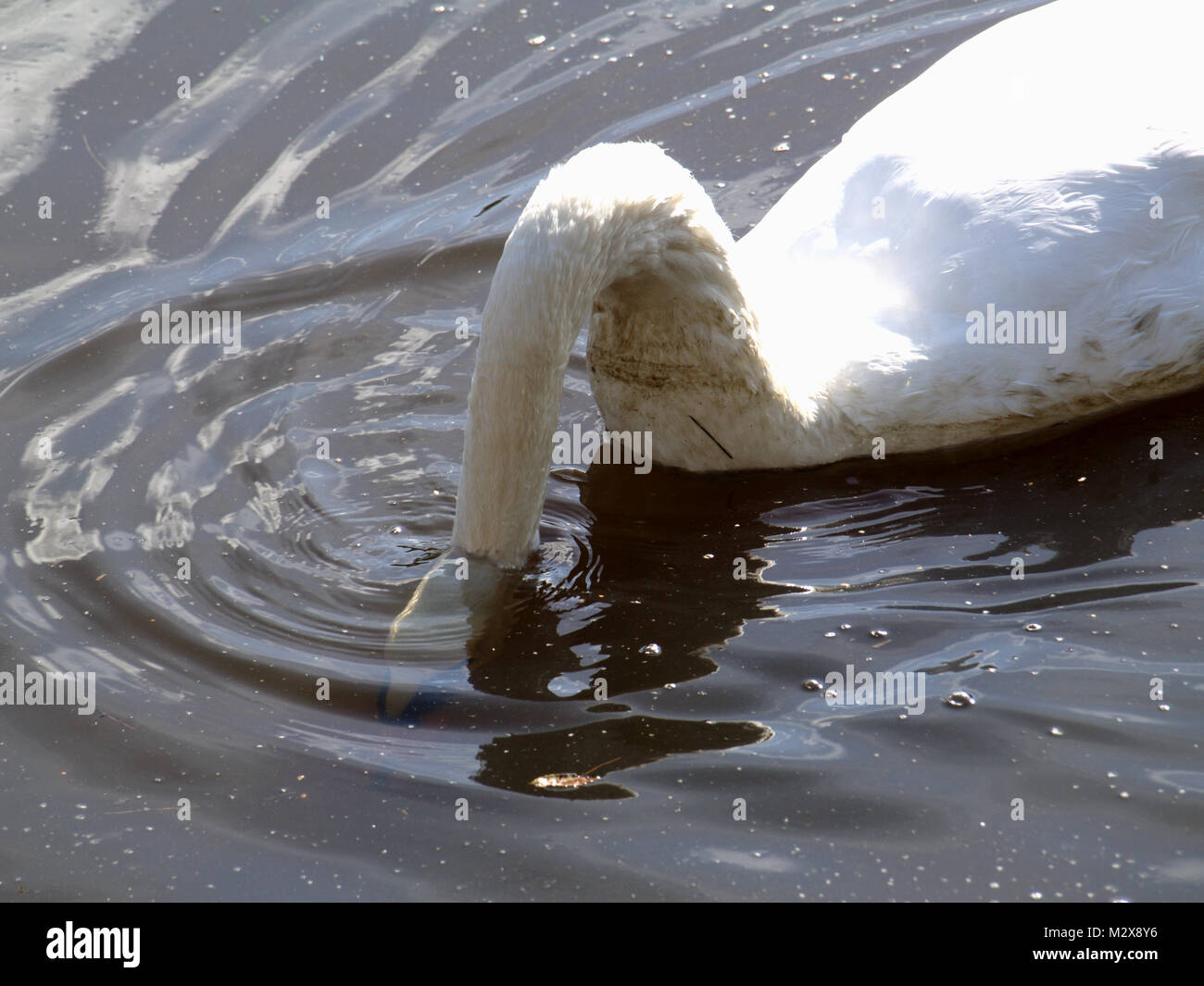 Swan paddling underwater hi-res stock photography and images - Alamy