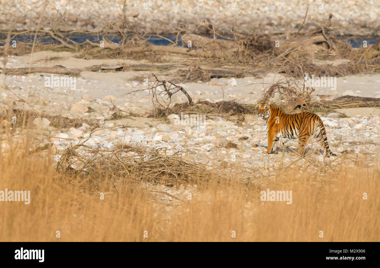 tiger at corbett national park Stock Photo - Alamy
