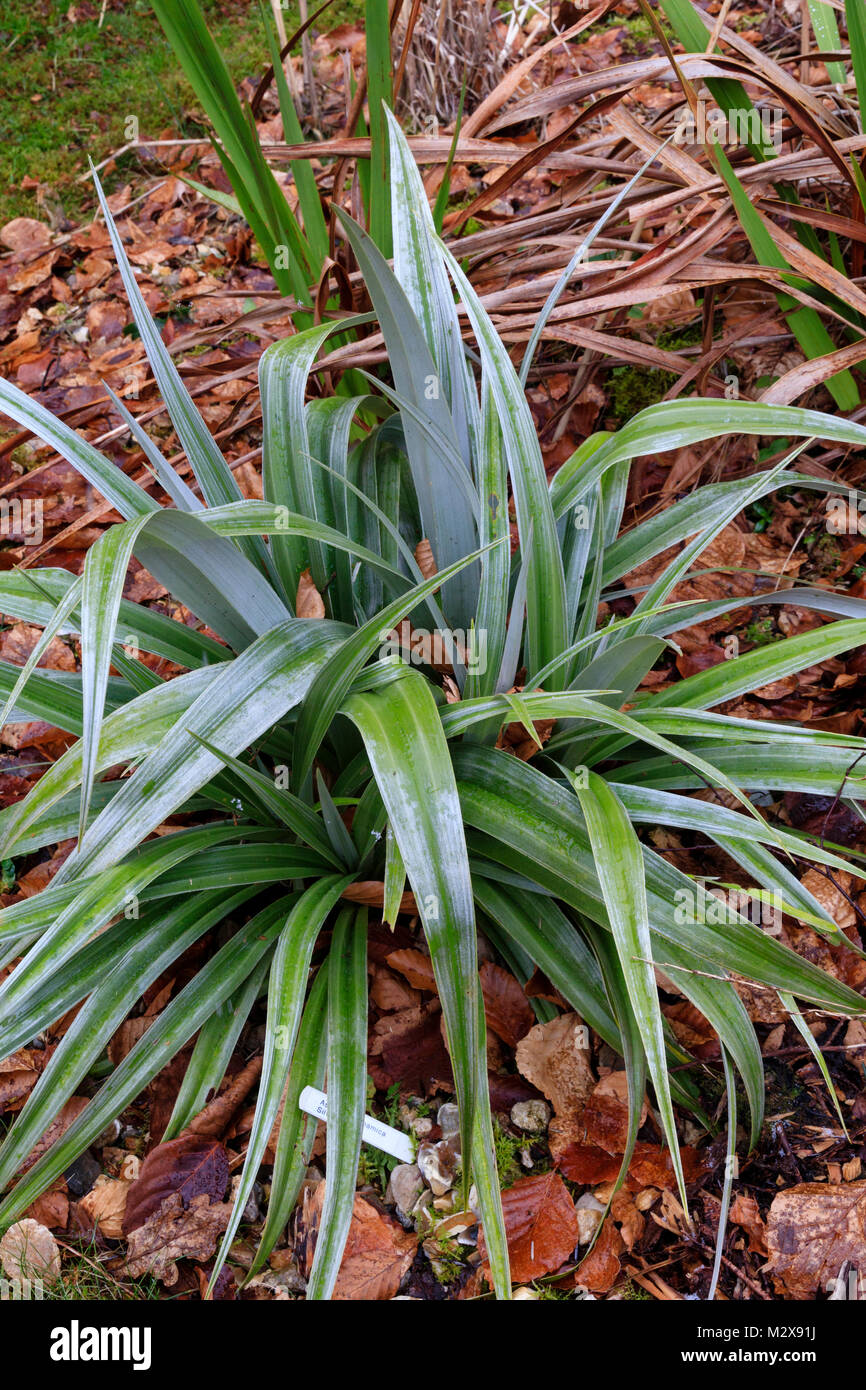 Silvery foliage of the hardy evergreen perennial, Astelia chathamica ...
