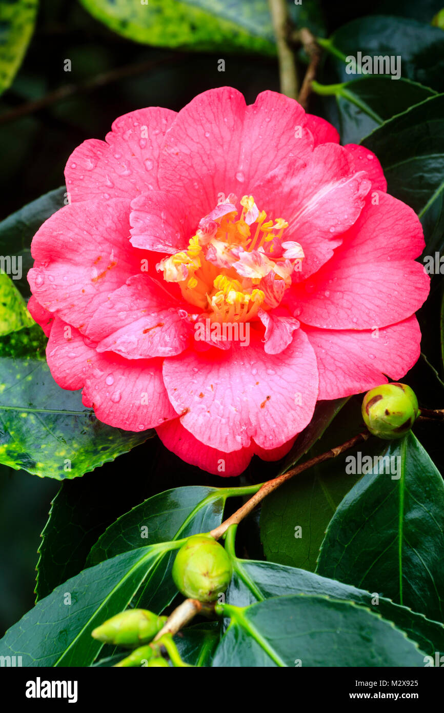 Red flower of the late winter flowering evergreen shrub, Camellia ...