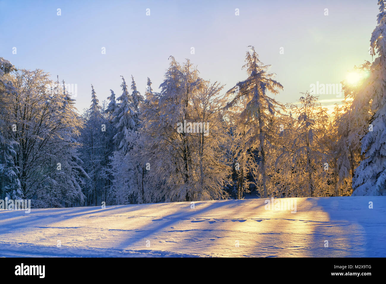 Scenic sunset in forest - winter mountains landscape. Hoary trees ...