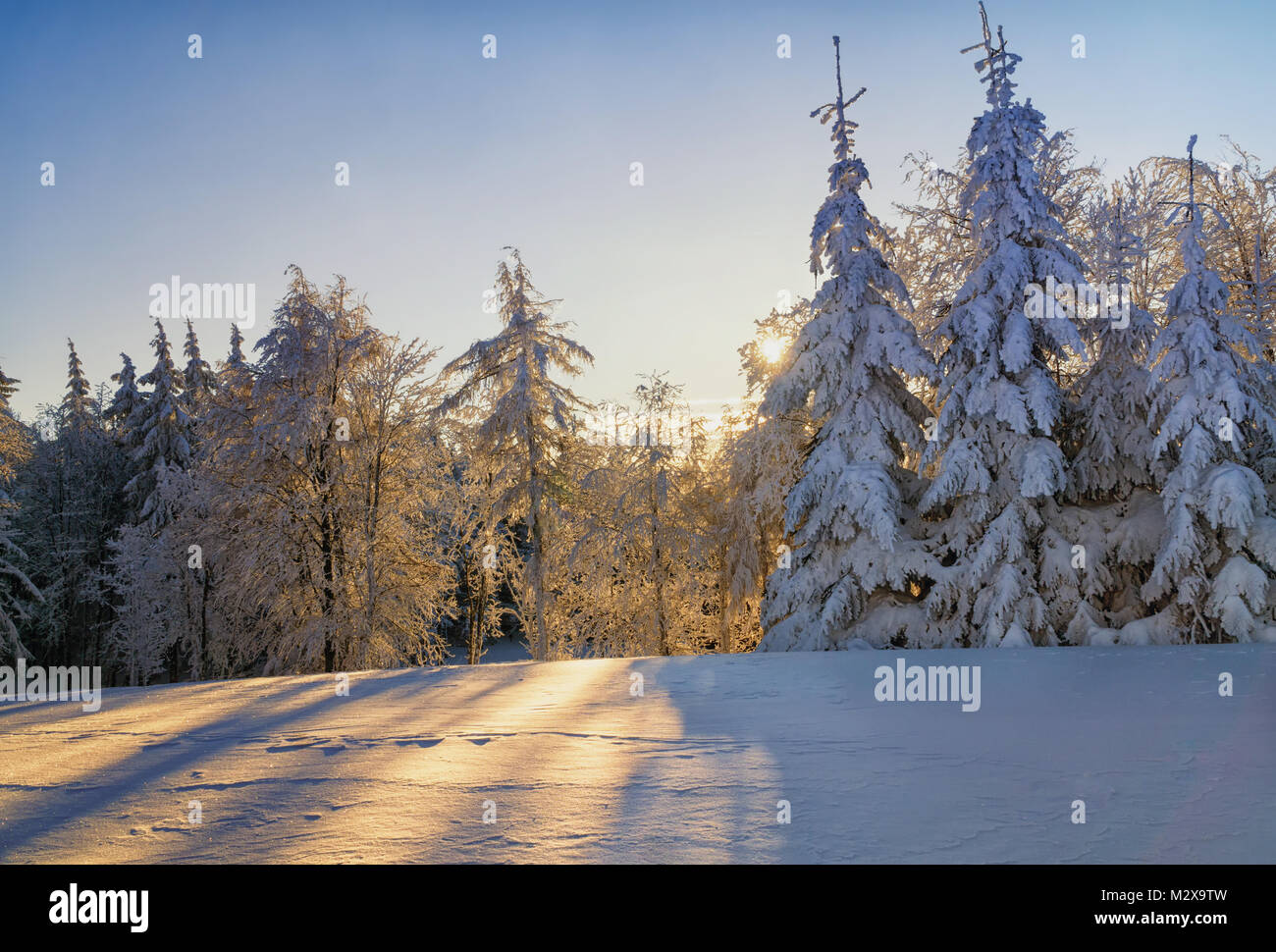 Scenic sunset in forest - winter mountains landscape. Hoary trees ...