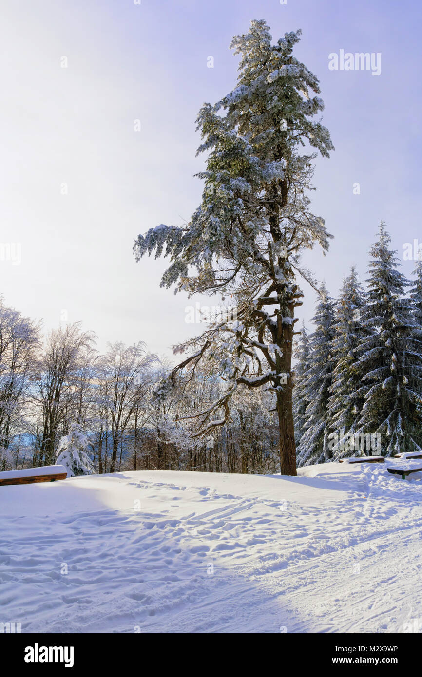 Pine trees snow hi-res stock photography and images - Alamy
