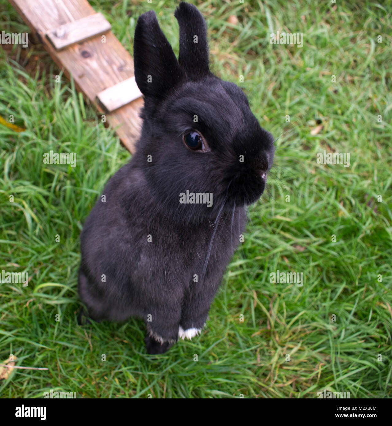 Rabbit standing on hind legs hi-res stock photography and images - Alamy