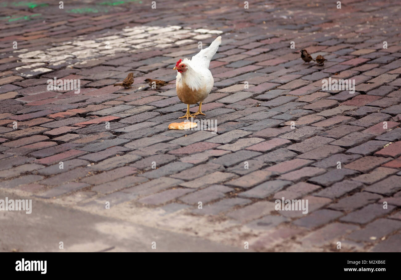chicken eating bread on brick road Stock Photo - Alamy