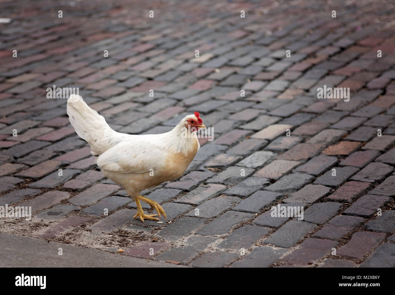 White chicken in city hi-res stock photography and images - Alamy