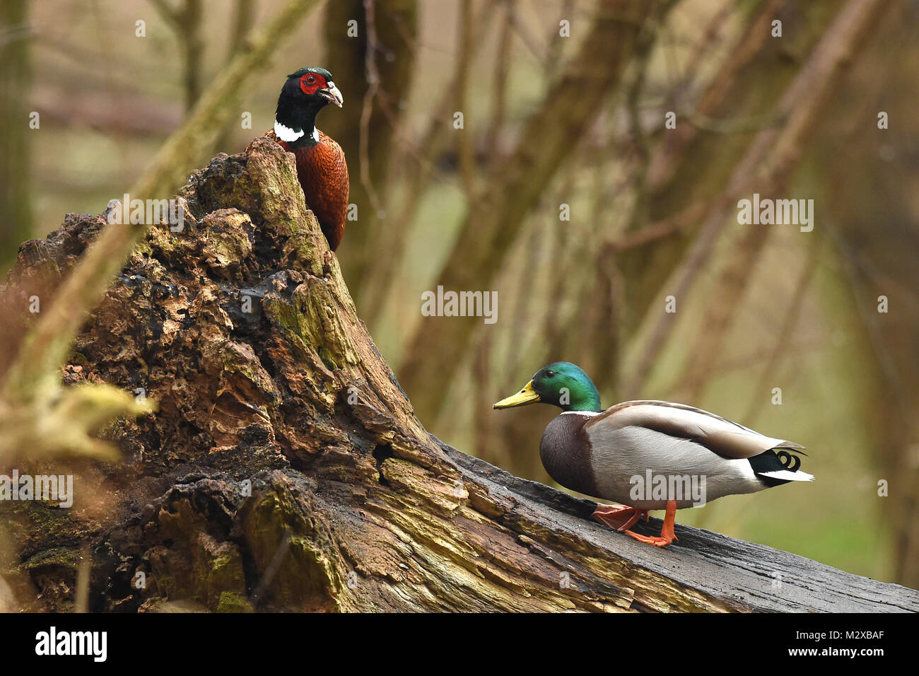 A pheasant and mallard duck perch on a log at Lackford Lakes near Bury ...
