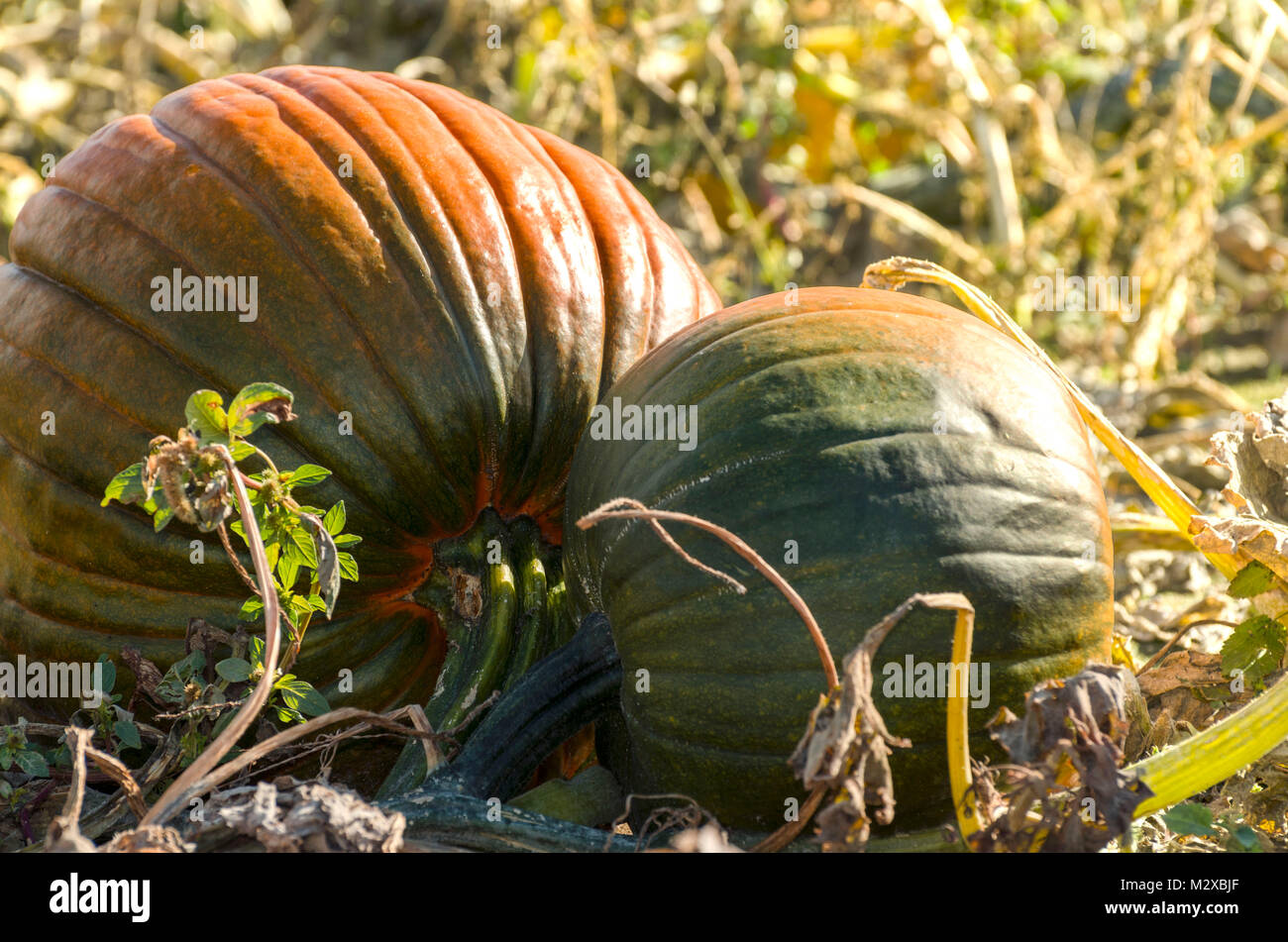 Pumpkin ripe and ready for harvest sit in open field Stock Photo - Alamy