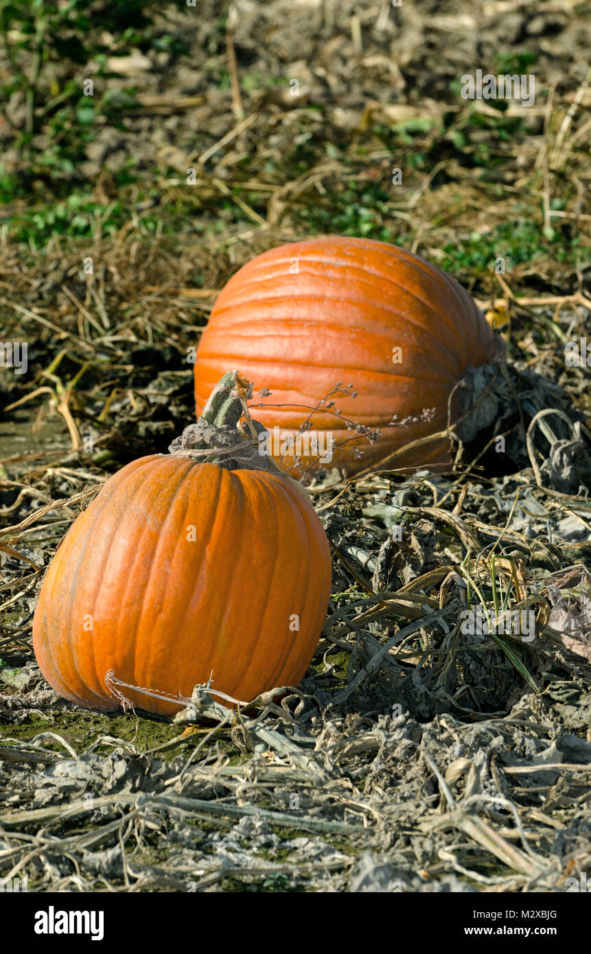 Pumpkin ripe and ready for harvest sit in open field Stock Photo - Alamy