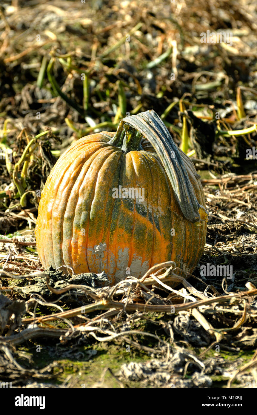 Pumpkin ripe and ready for harvest sit in open field Stock Photo - Alamy