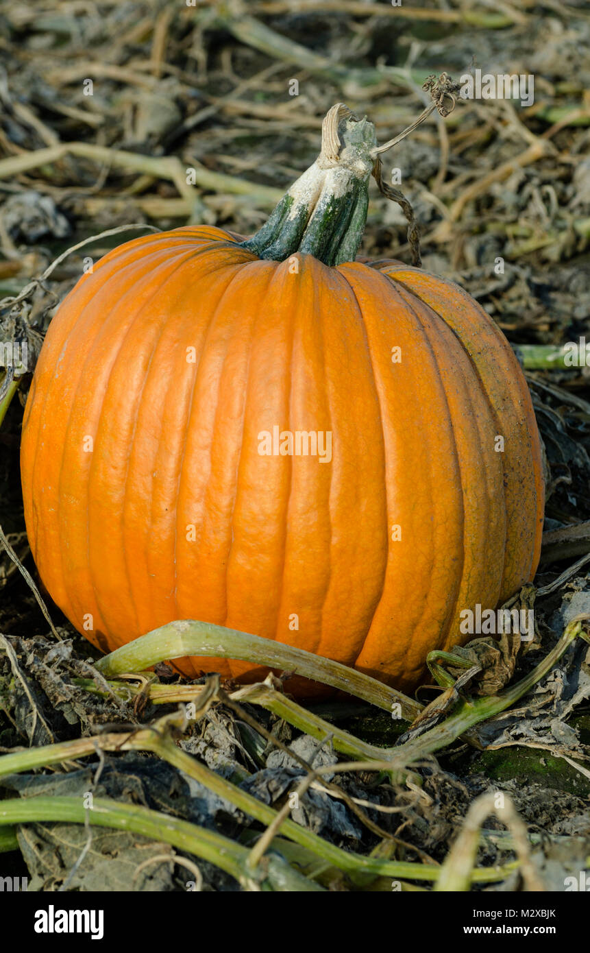 Pumpkin ripe and ready for harvest sit in open field Stock Photo - Alamy