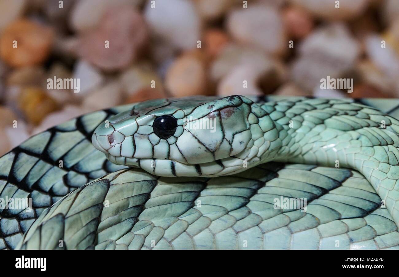 Black mamba snake hi-res stock photography and images - Alamy