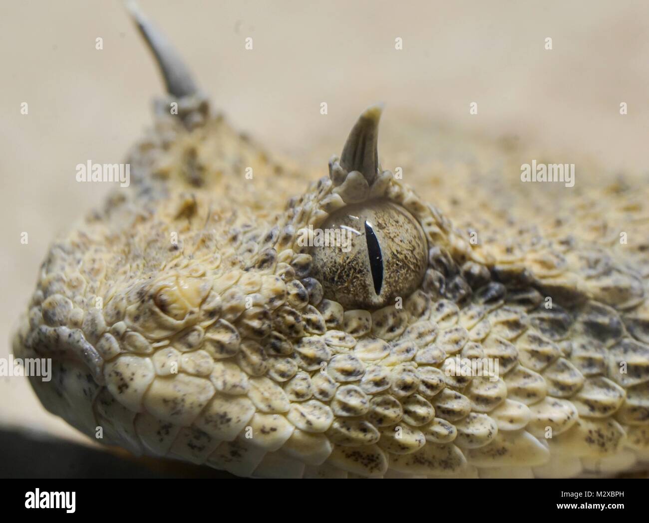 Desert Horned Viper High Resolution Stock Photography and Images - Alamy