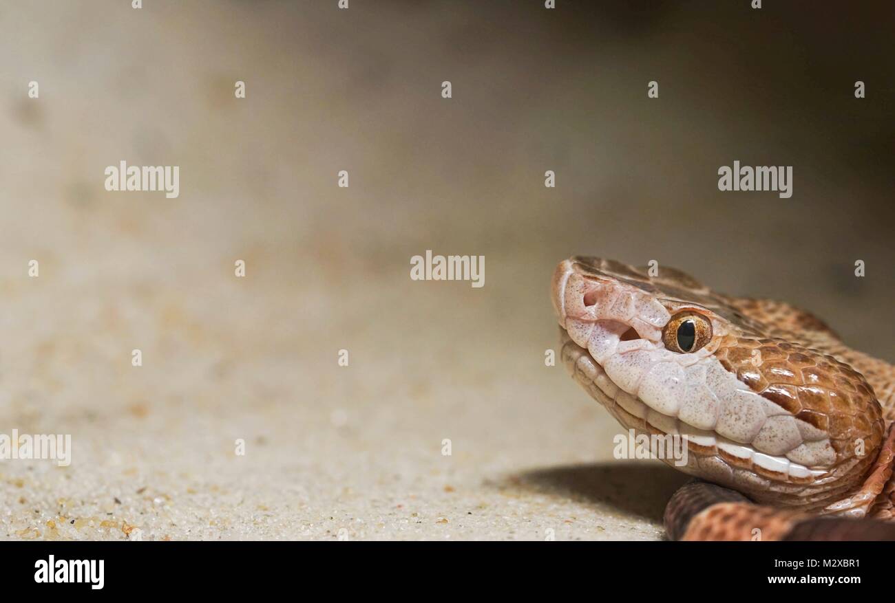 detailed close-up view of the beautiful but poisonous copperhead snake ...