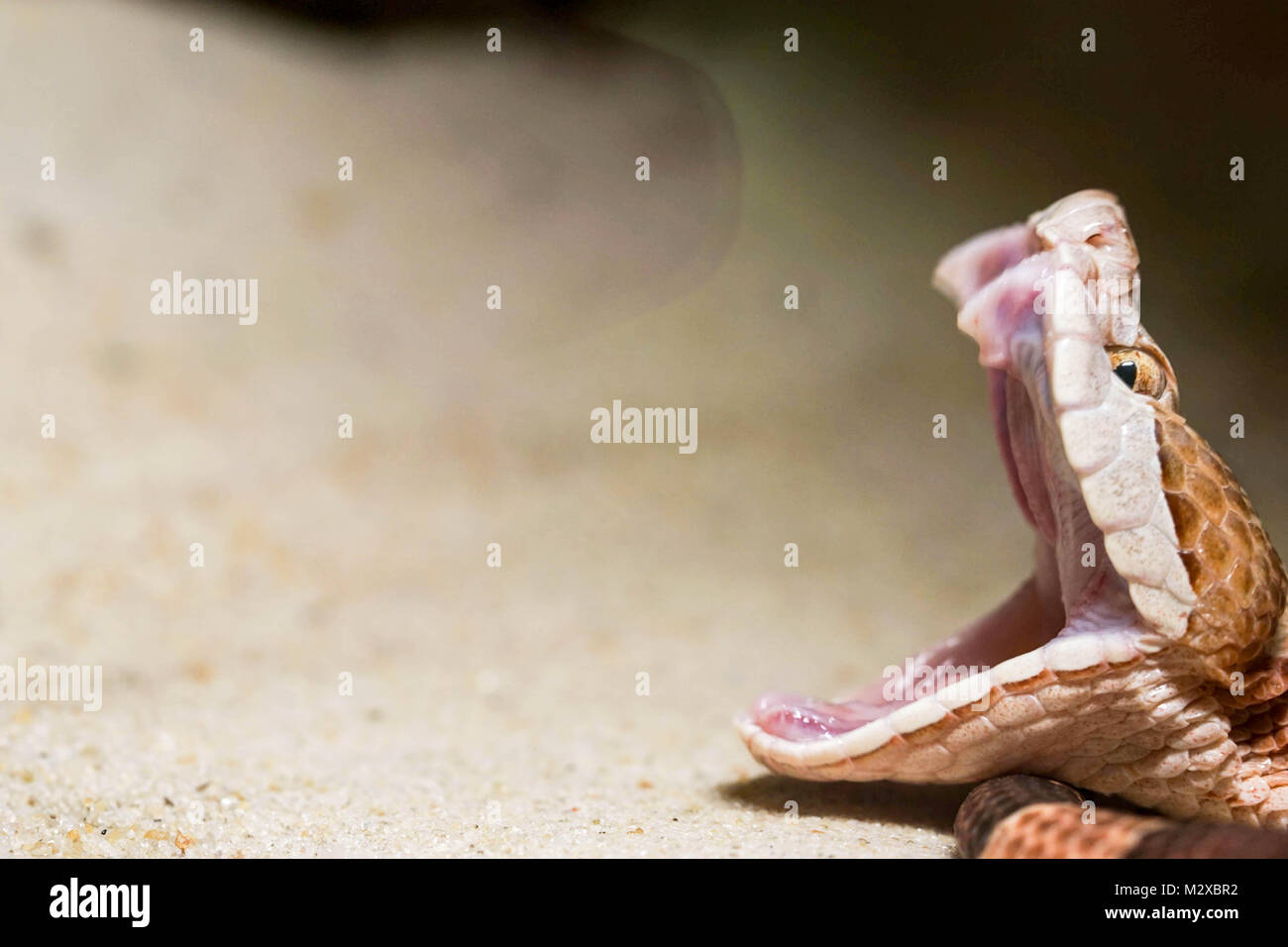 detailed close-up view of the beautiful but poisonous copperhead snake ...