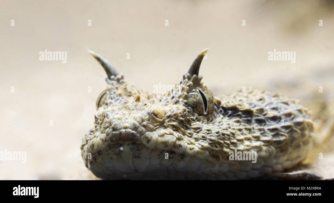 Saharan horned viper hi-res stock photography and images - Alamy