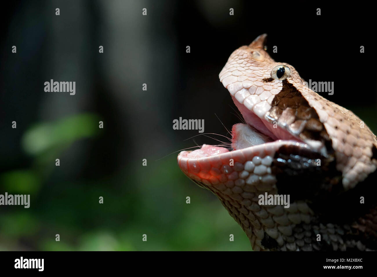 Horned viper fangs hi-res stock photography and images - Alamy