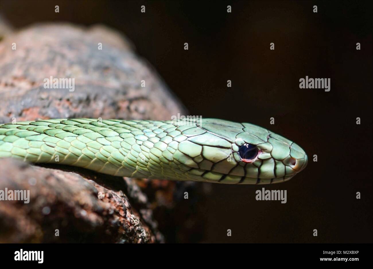 Africa jungle snake hi-res stock photography and images - Alamy