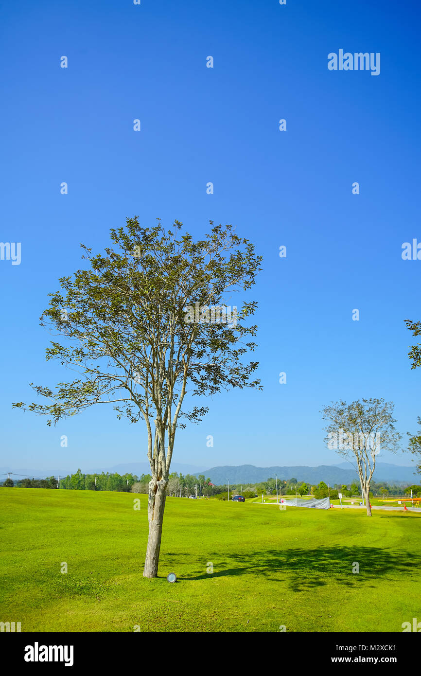 Beautiful tree green grass and blue sky background Stock Photo - Alamy