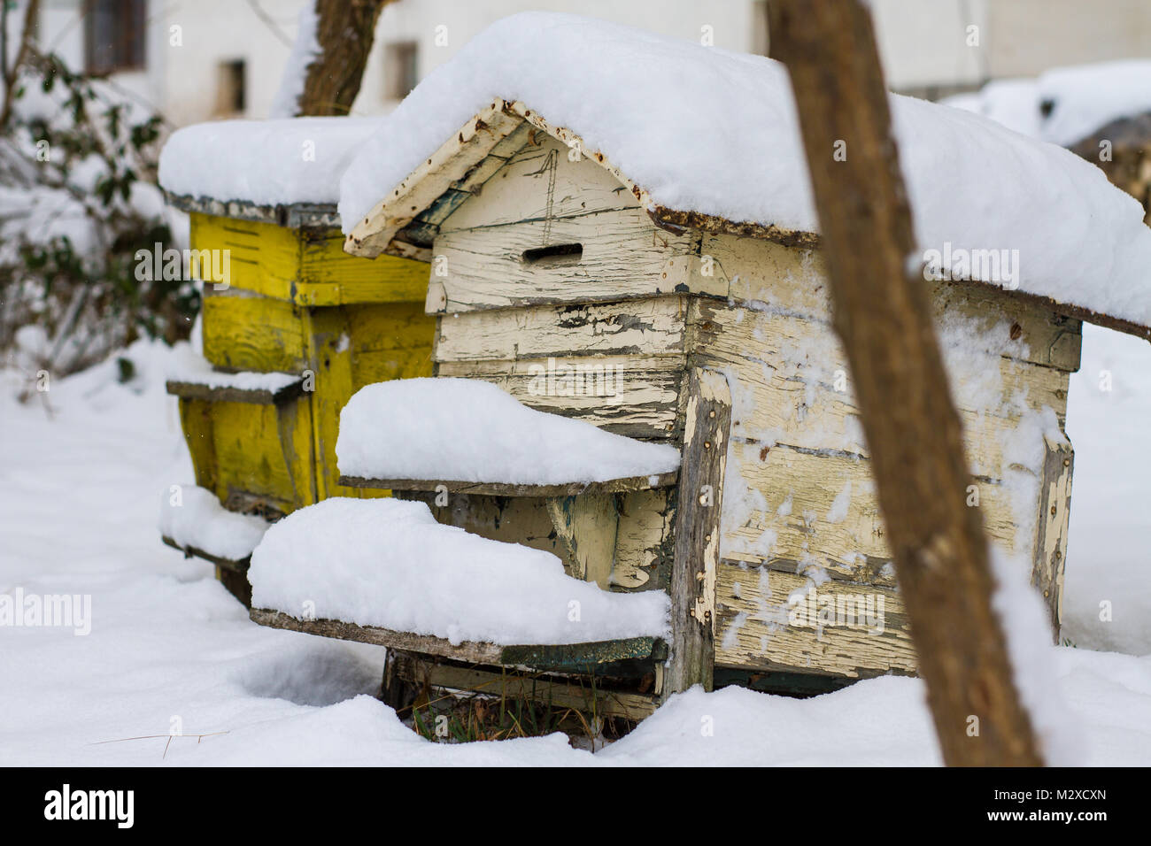 A pair of snow covered bee hives. Apiary in wintertime. Beehives ...