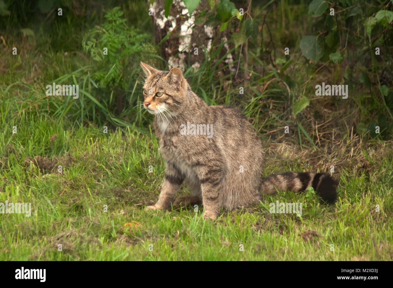 Scottish Wild Cat, Felix Svlvestris, Scotland; UK Stock Photo - Alamy