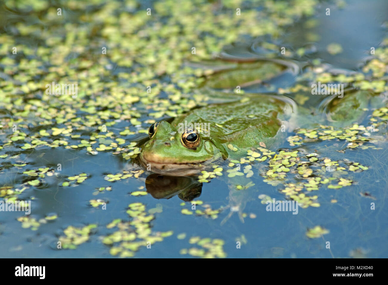 Marsh Frog, Rana Ridibunda, England Stock Photo - Alamy