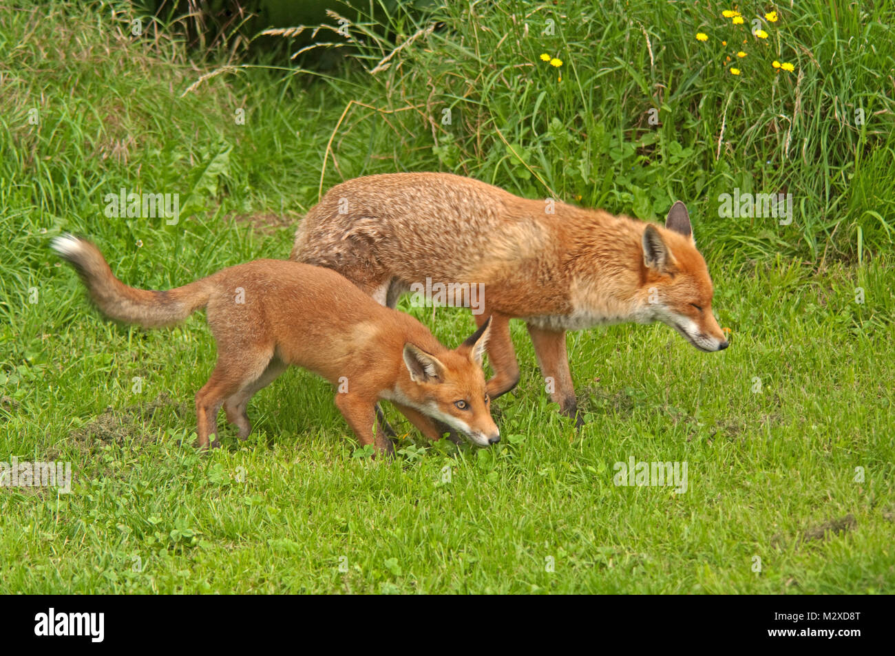 Red fox england hi-res stock photography and images - Alamy