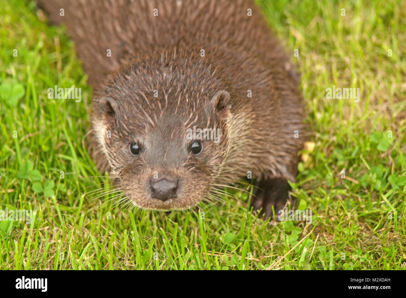 British, Otter , Felix Svlvestris, Surrey; England Stock Photo - Alamy