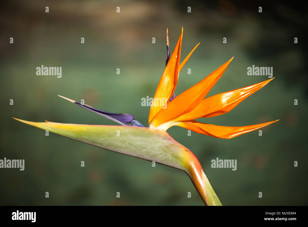 The majestic flower of Strelitzia reginae 1 Stock Photo - Alamy
