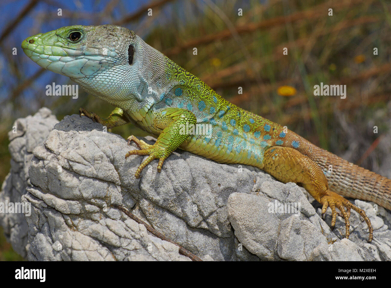 Ocellated lizard (Lacerta lepida), Timon Lepidus, Benalmadena, Malaga ...