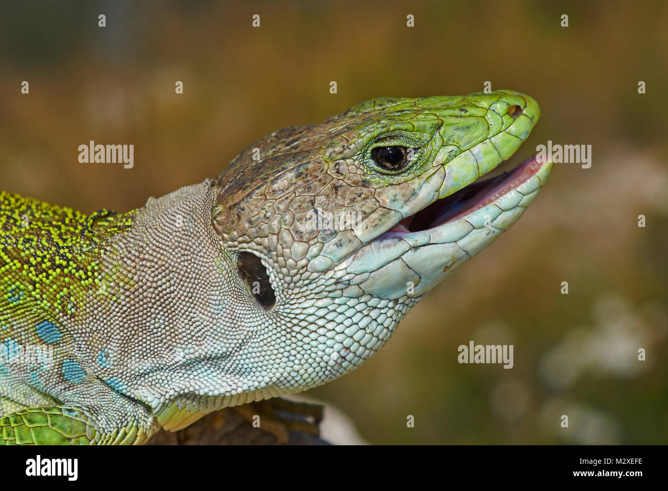 Ocellated lizard (Lacerta lepida), Timon Lepidus, Benalmadena, Malaga ...