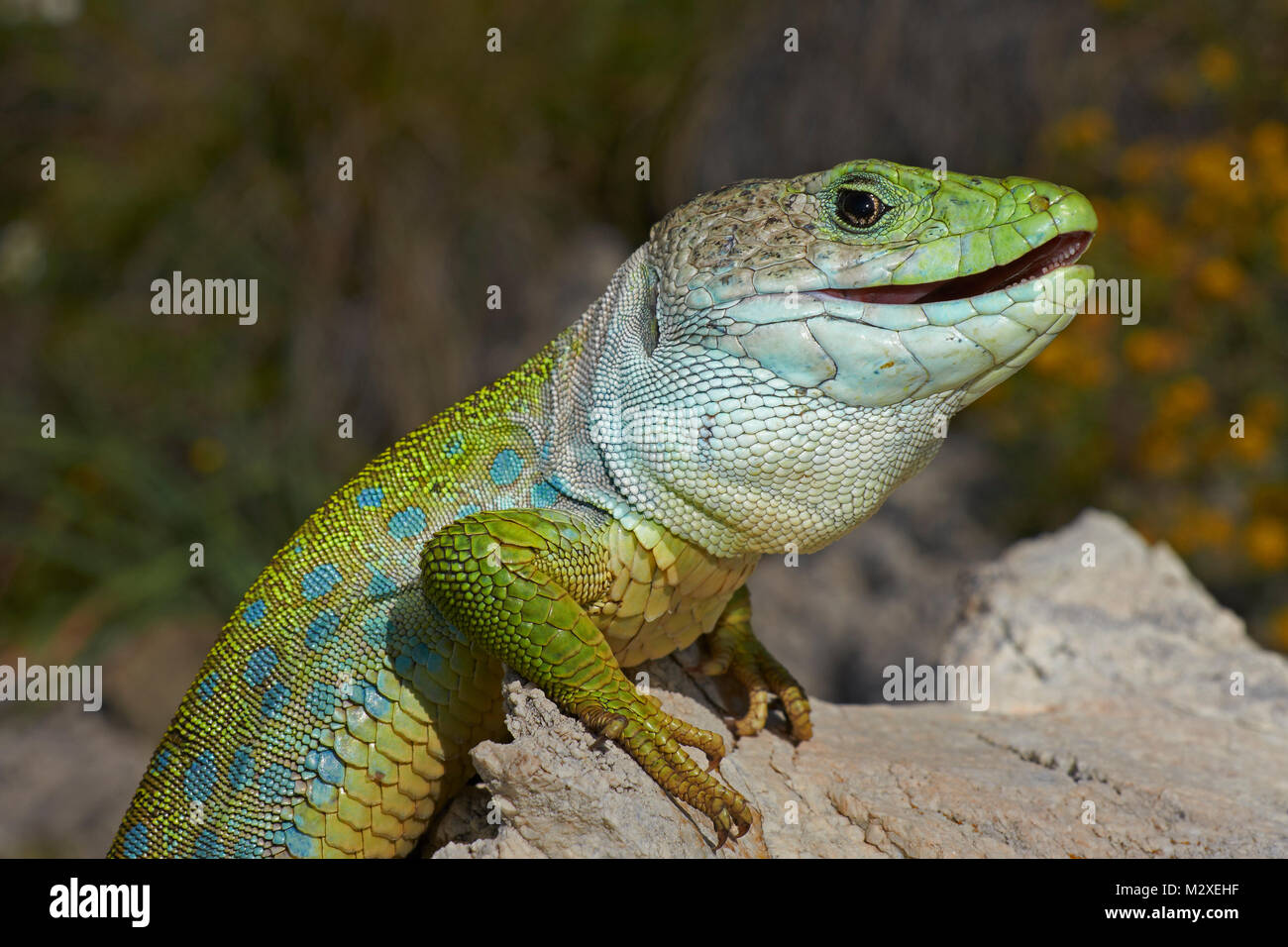 Ocellated lizard (Lacerta lepida), Timon Lepidus, Benalmadena, Malaga ...