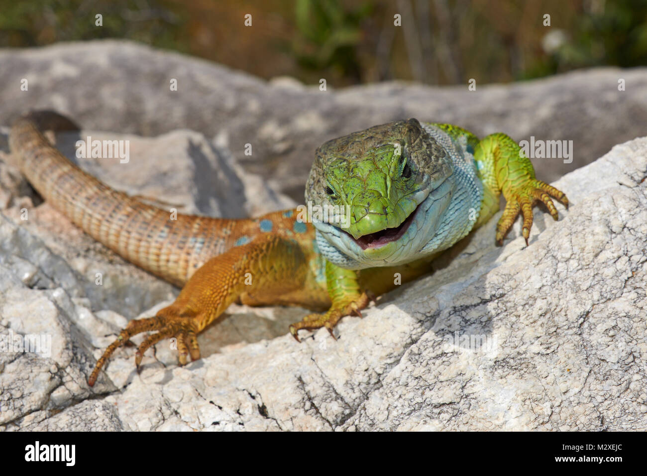 Ocellated lizard (Lacerta lepida), Timon Lepidus, Benalmadena, Malaga ...