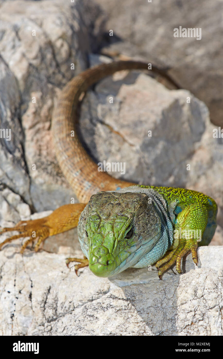 Ocellated lizard (Lacerta lepida), Timon Lepidus, Benalmadena, Malaga ...
