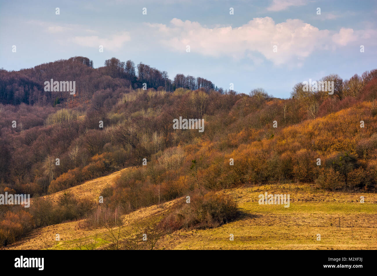 forested hill in springtime. lovely countryside scenery with weathered ...