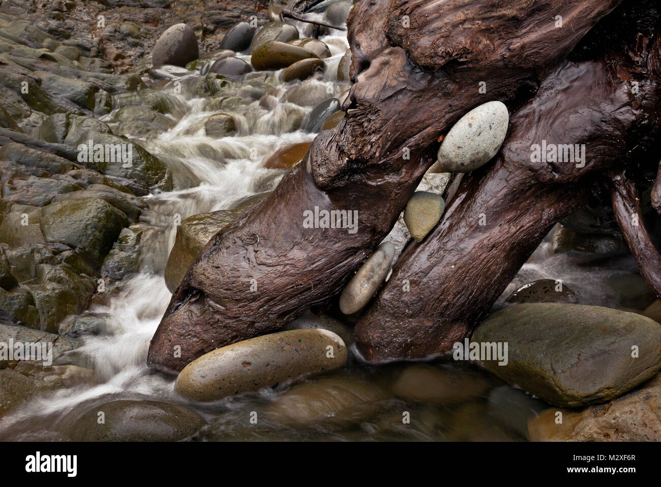 Root patterns hi-res stock photography and images - Alamy