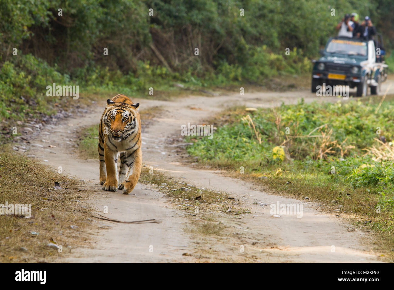 A Royal Bengal Tiger with onlooking tourists at corbett national park ...