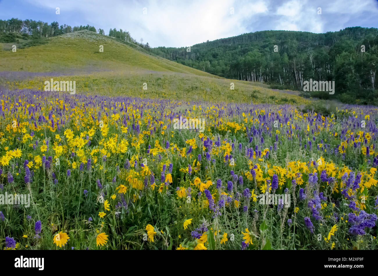 Wildflowers bloom in Crested Butte - Wildflower capital of Colorado ...