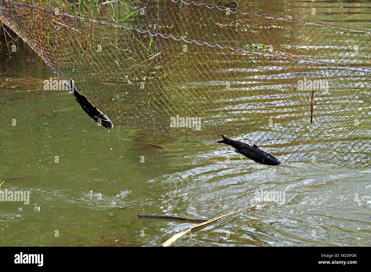 Fising net hi-res stock photography and images - Alamy