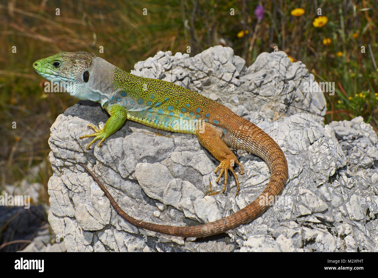 Ocellated lizard (Lacerta lepida), Timon Lepidus, Benalmadena, Malaga ...