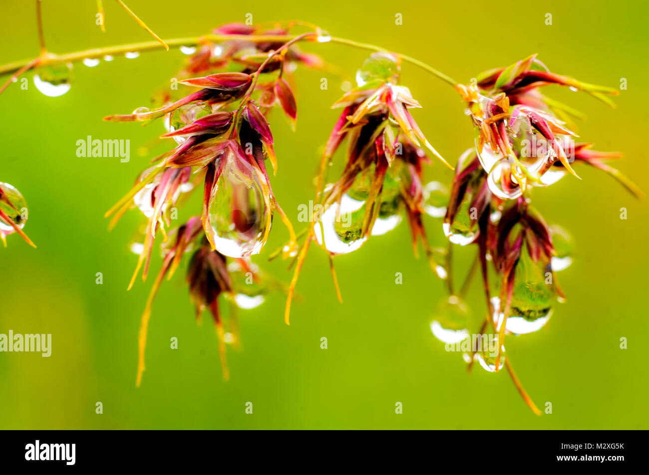 Moorning dew in a wild spike, drops of water falling to the ground ...