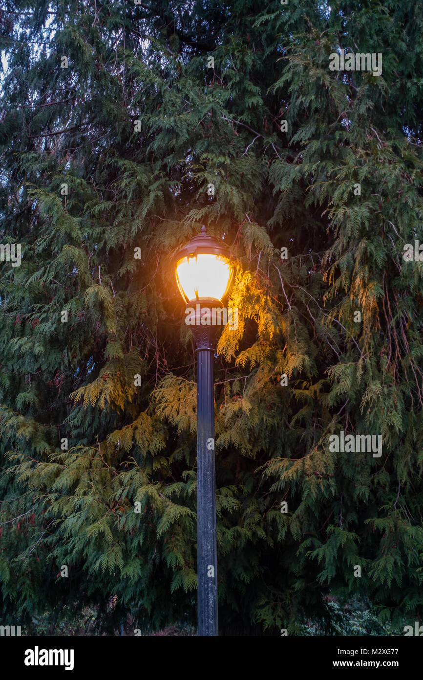Glowing light behind trees hi-res stock photography and images - Alamy