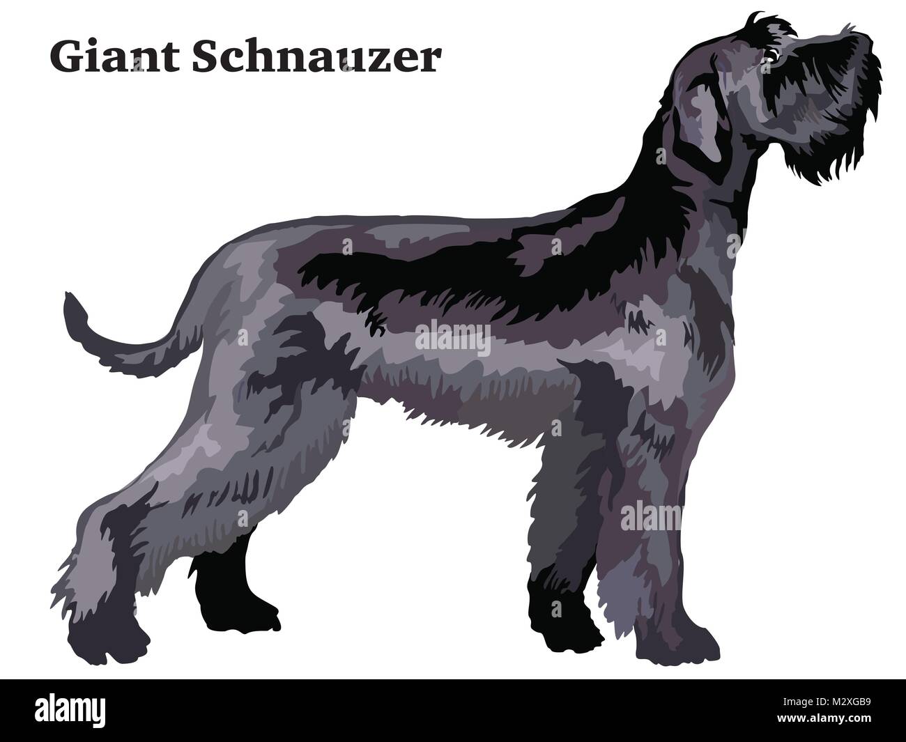 Portrait of standing in profile Giant Schnauzer, vector colorful ...